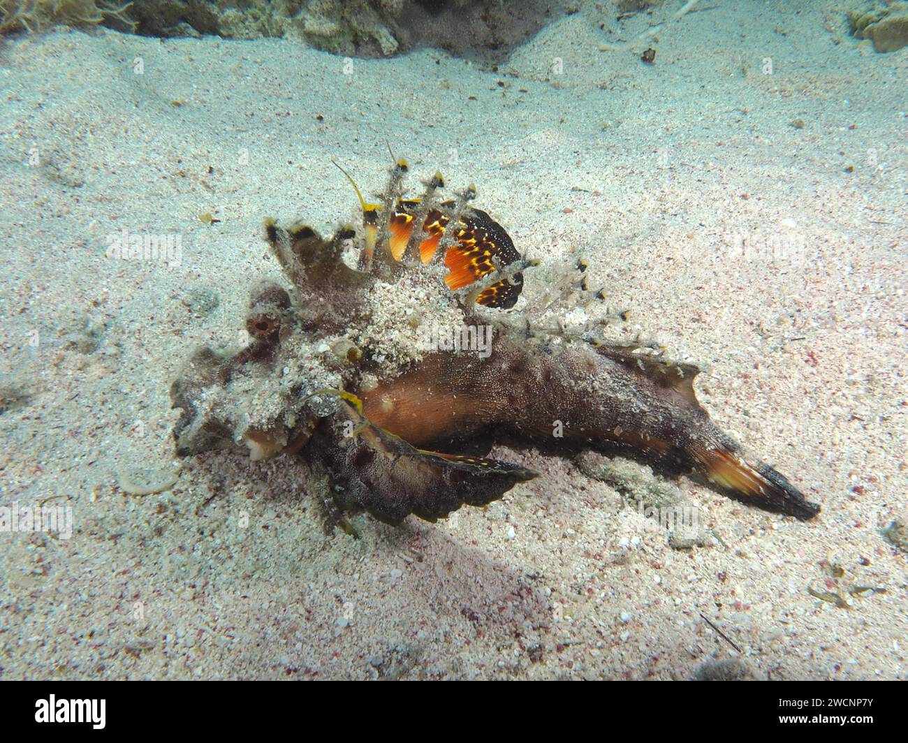 Red Sea Walkman Filament Devilfish (Inimicus filamentosus) Devilfish in ...