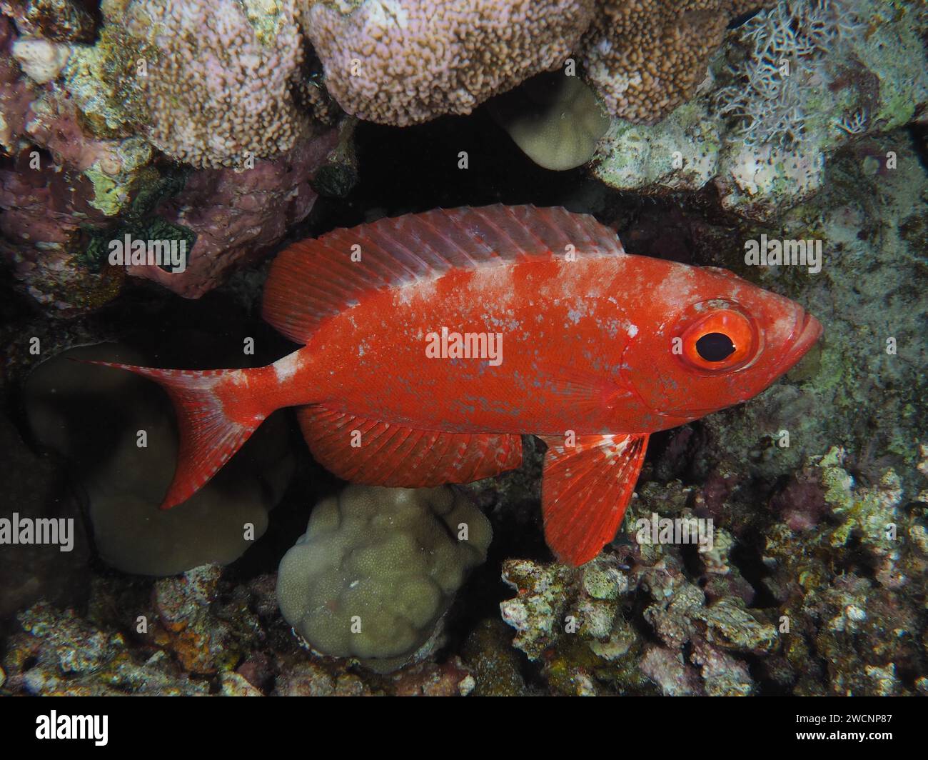 Reef big-eye bass (Priacanthus hamrur), dive site St Johns Caves, Saint ...