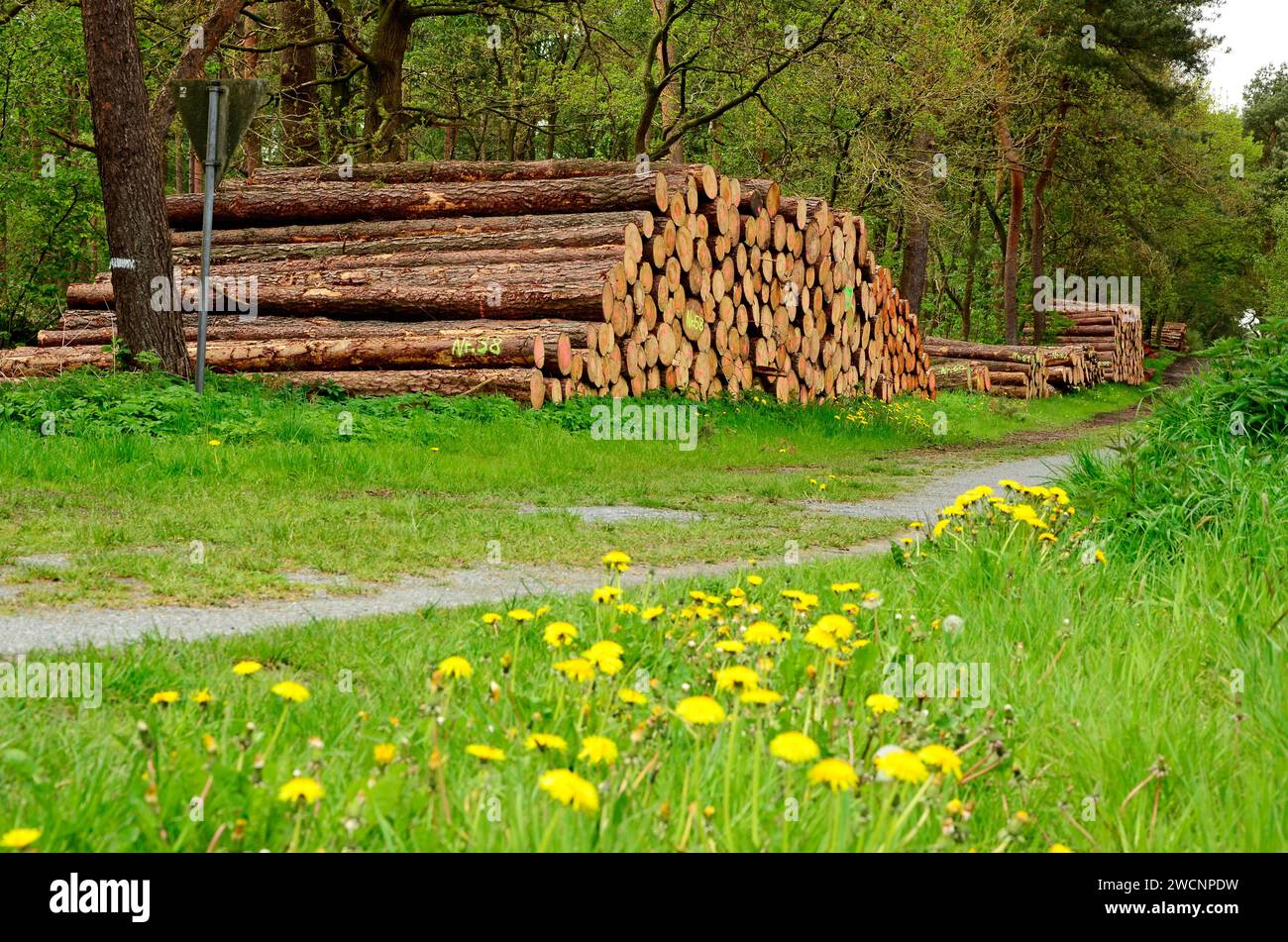 Tree trunks, wood pile, Stikelkamper forest, Leer district, East Frisia ...