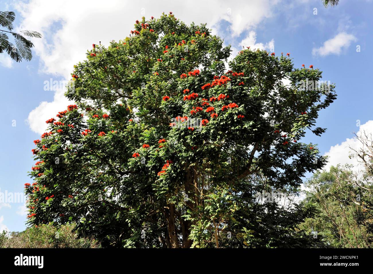 Flowering tulip tree (Spathodea campanulata), Cuba, Greater Antilles ...