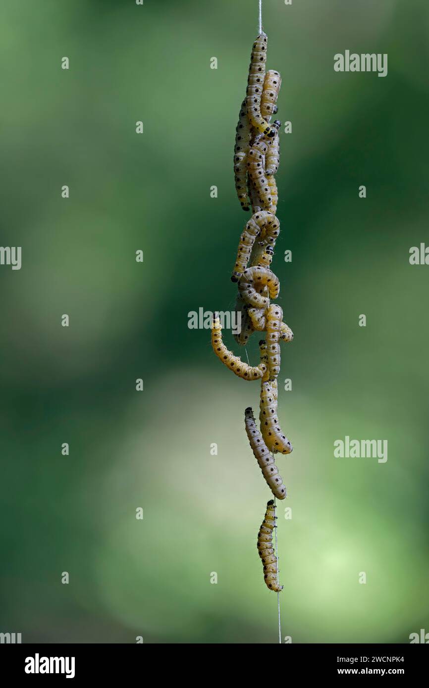 Gypsy moth larva caterpillars hi-res stock photography and images - Alamy