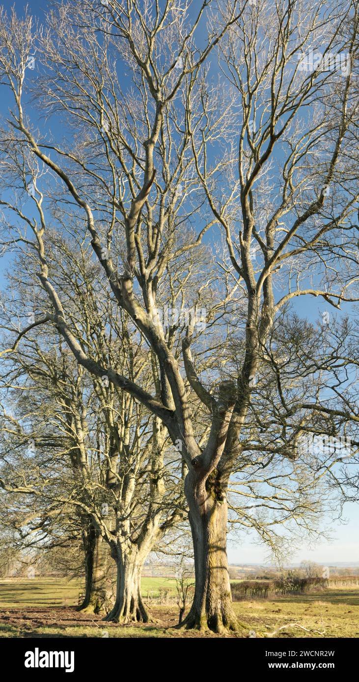 Treescapes hi-res stock photography and images - Alamy