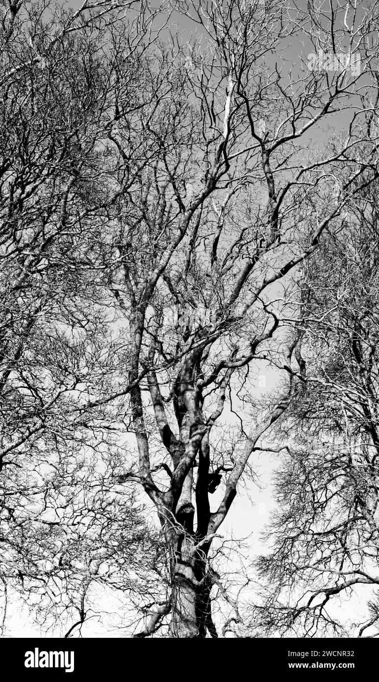 Treescapes hi-res stock photography and images - Alamy