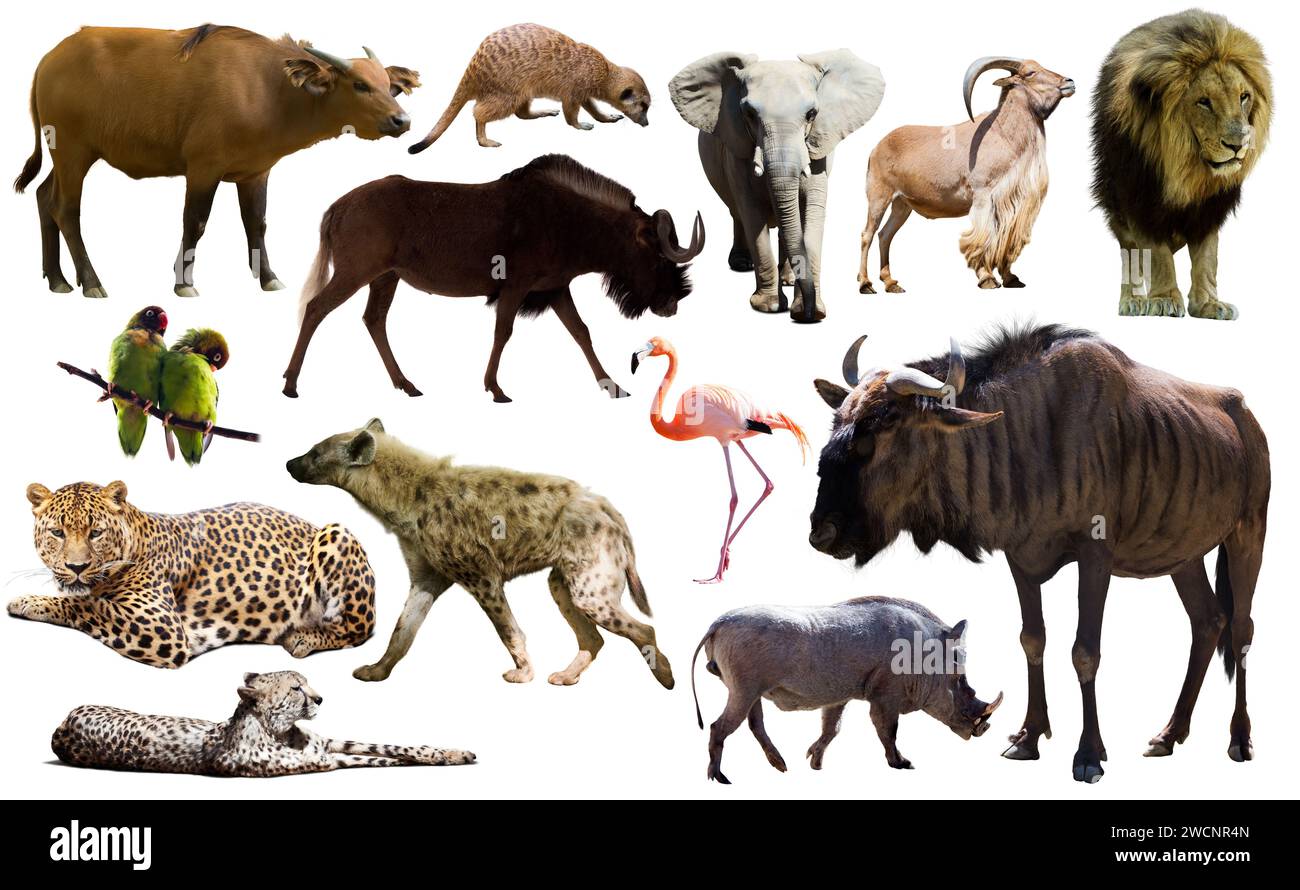 Collage with African mammals and birds Stock Photo - Alamy