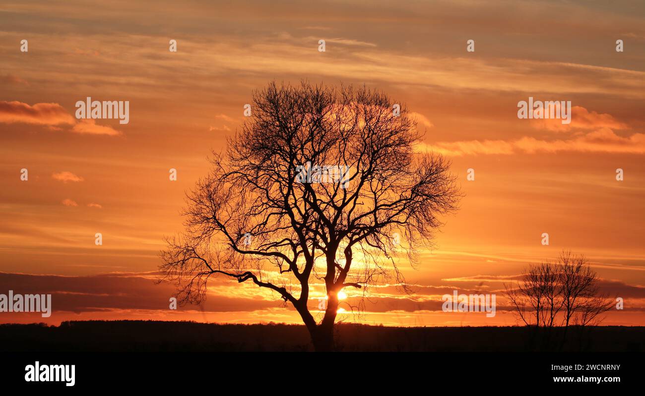 Tree silhouette at sunrise Stock Photo - Alamy