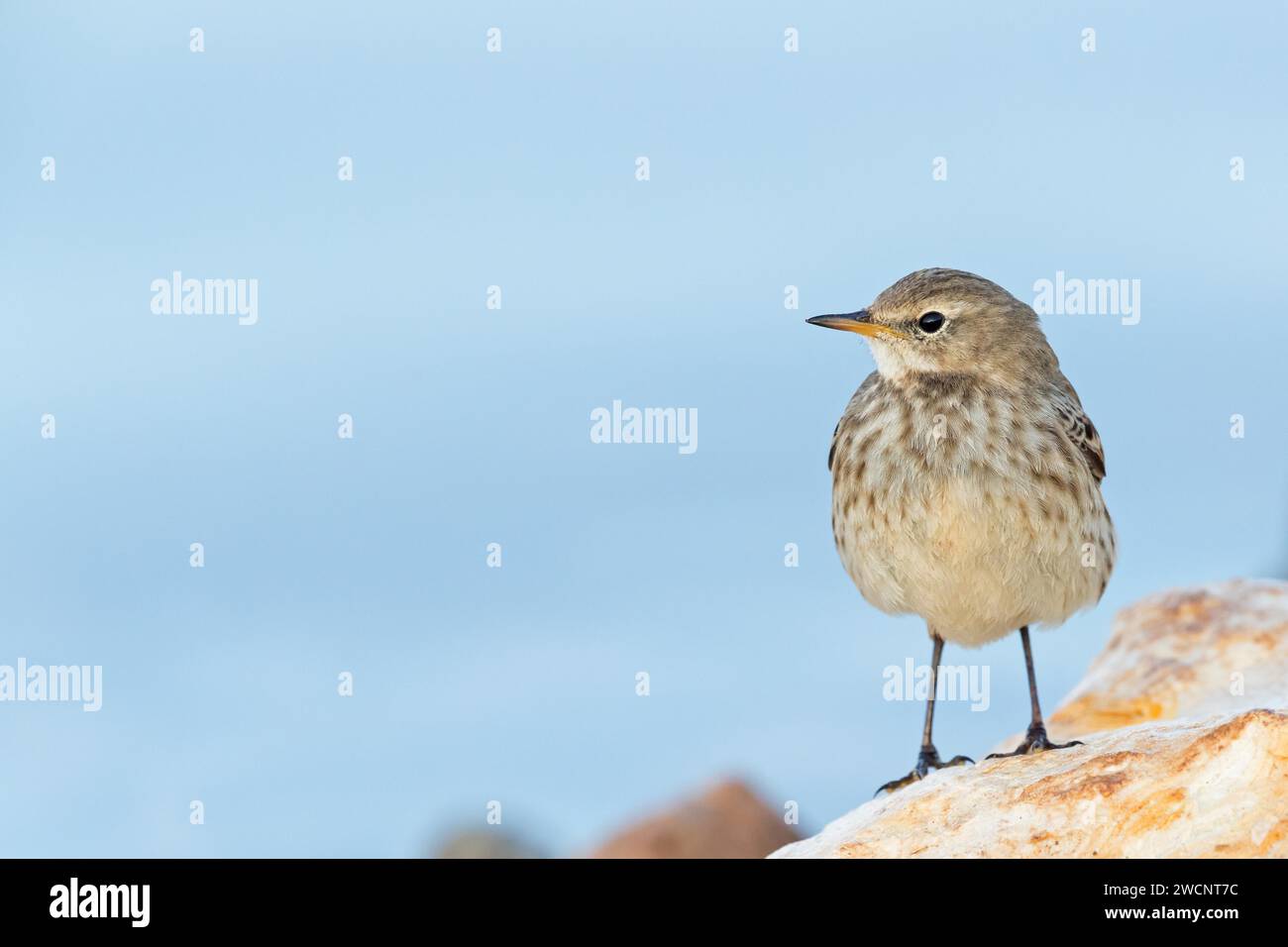 Water pipit (Anthus spinoletta), Israel, Middle East Stock Photo - Alamy