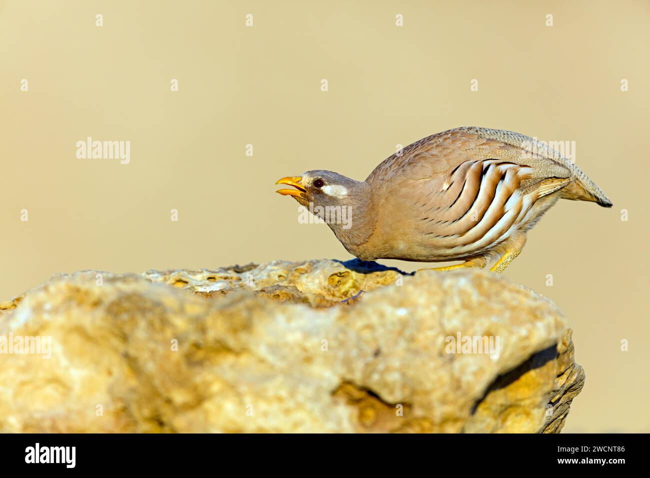 Arabian Partridge, Sand Partridge, (Ammoperdix heyi), Perdrix de Hey ...