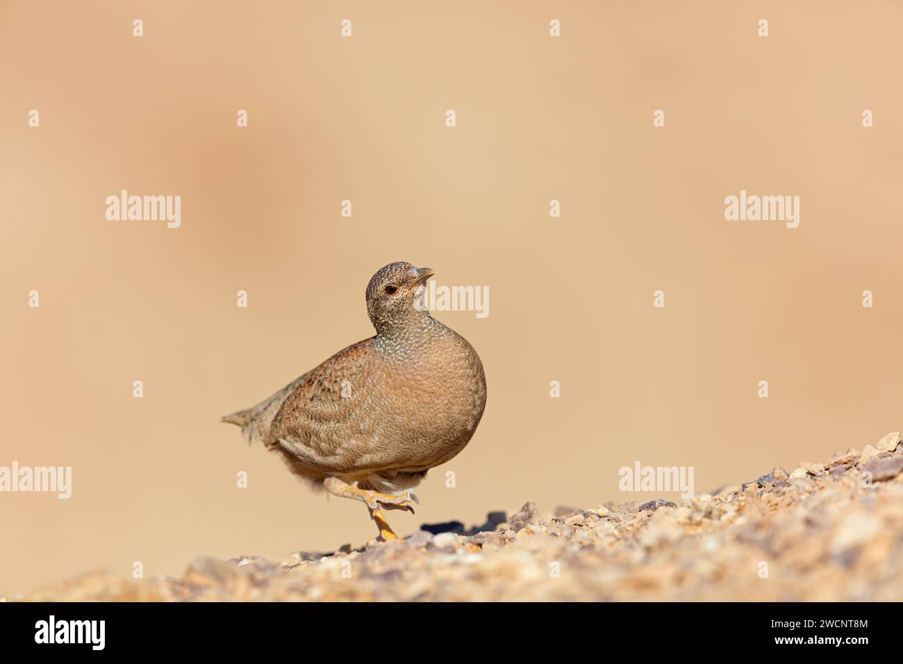 Arabian Partridge, Sand Partridge, (Ammoperdix heyi), Perdrix de Hey ...