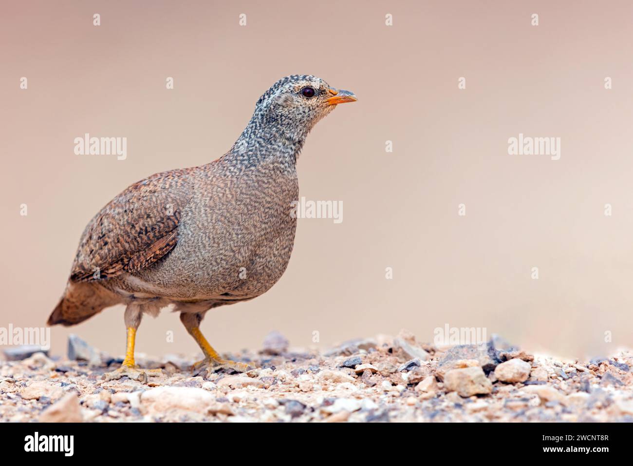 Arabian Partridge, Sand Partridge, (Ammoperdix heyi), Perdrix de Hey ...