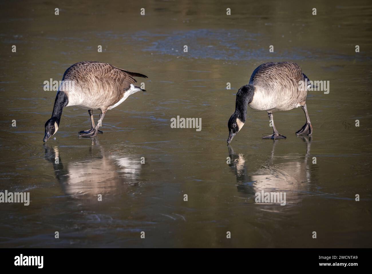 Pair of Canada Geese standing on frozen lake surface trying to break ...