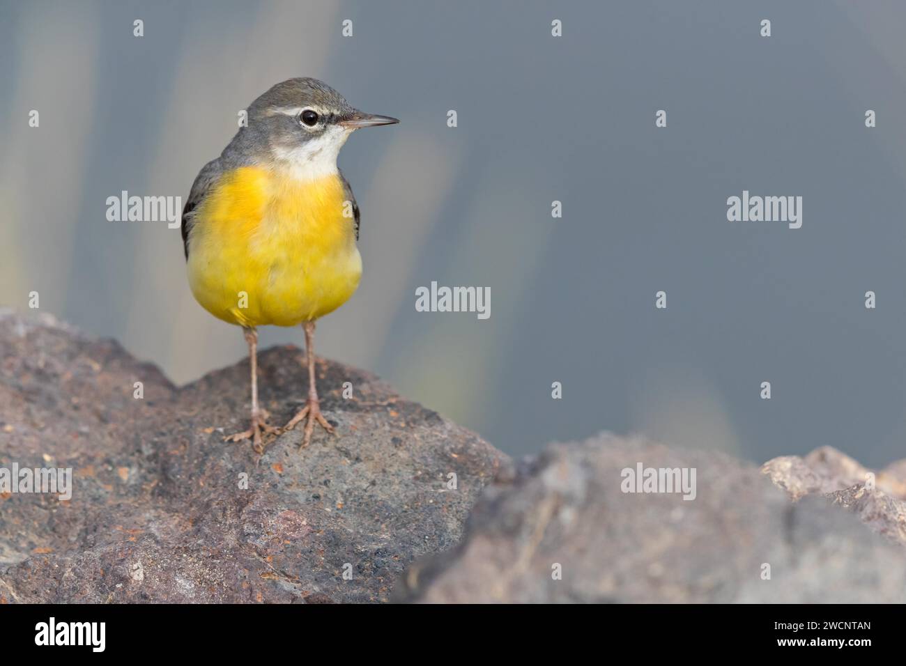 We stand with israel hi-res stock photography and images - Alamy