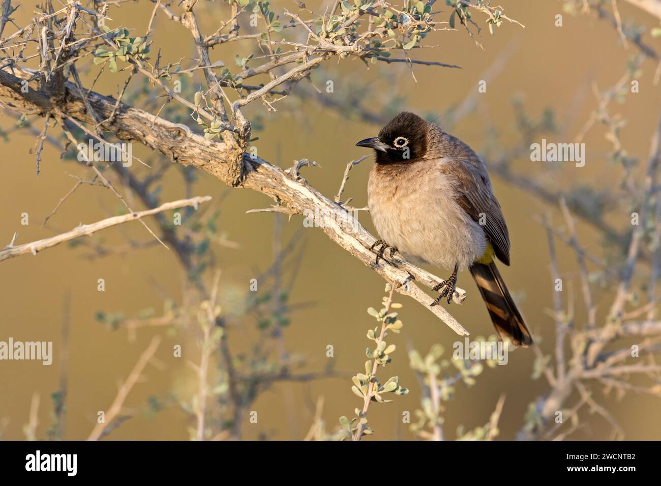 White-spectacled bulbul (Pycnonotus xanthopygos), Israel Stock Photo ...