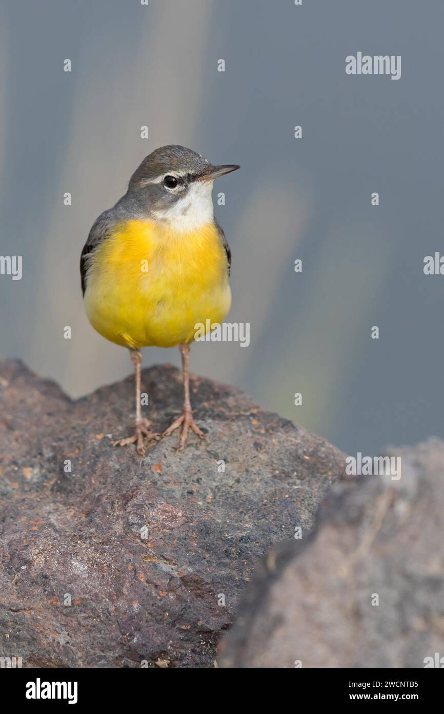 We stand with israel hi-res stock photography and images - Alamy