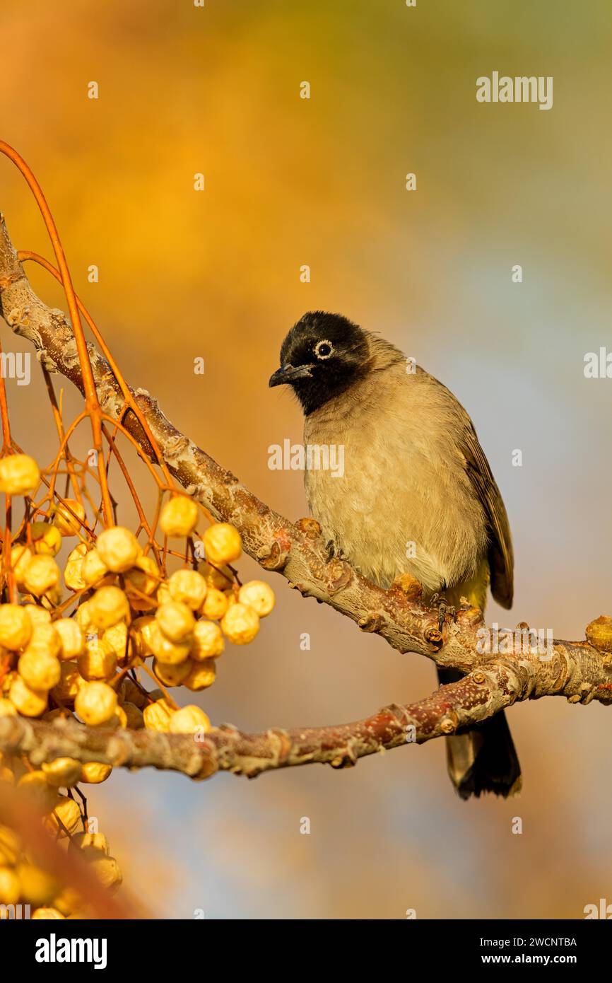 White-spectacled bulbul (Pycnonotus xanthopygos), Israel Stock Photo ...