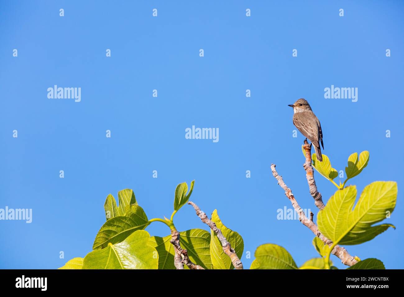 Spotted flycatcher (Muscicapa striata), Lesvos, Lesvos Island, Greece ...