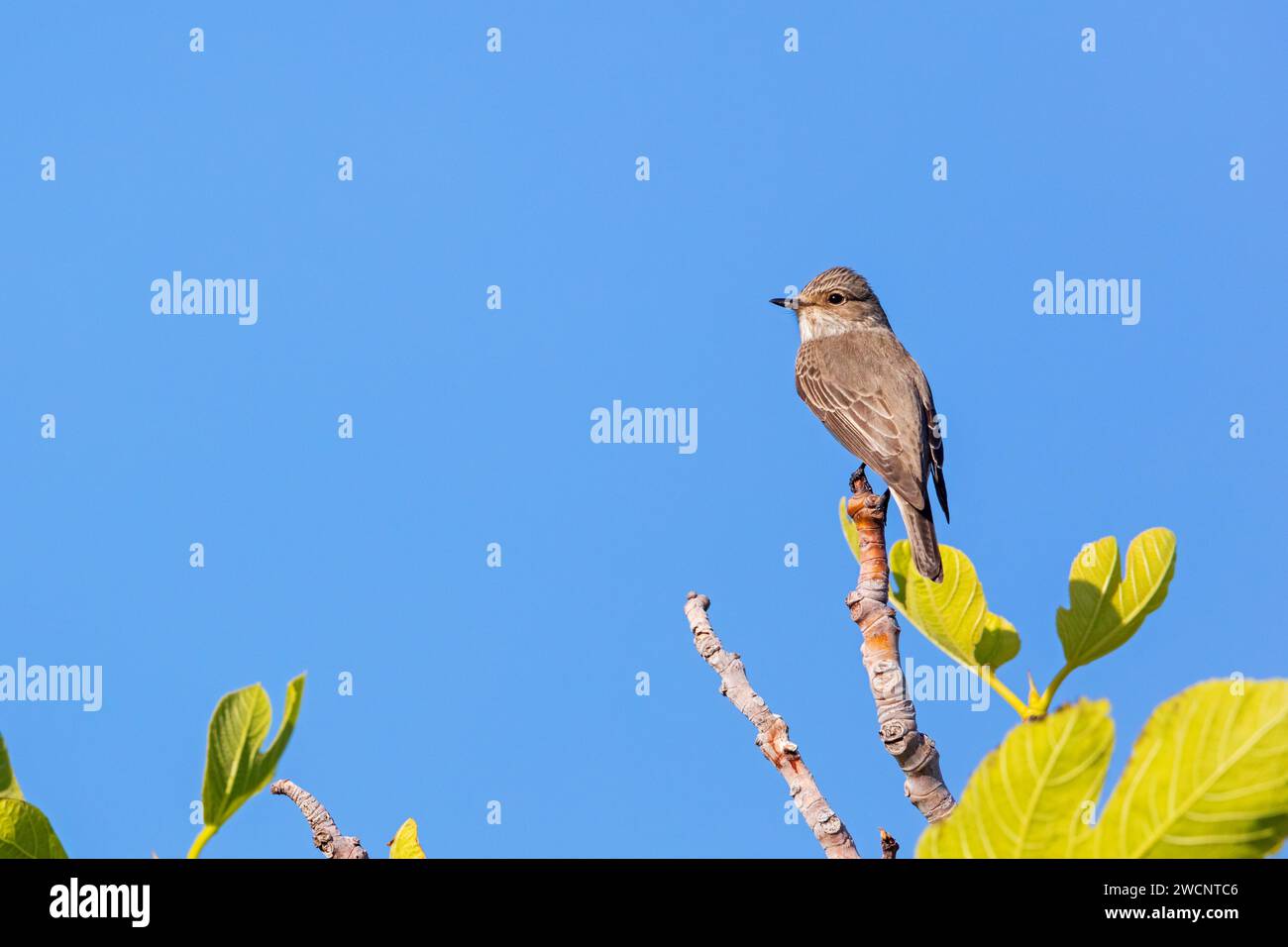 Spotted flycatcher (Muscicapa striata), Lesvos, Lesvos Island, Greece ...