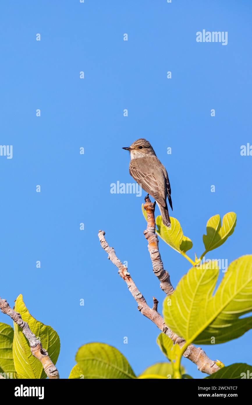Spotted flycatcher (Muscicapa striata), Lesvos, Lesvos Island, Greece ...