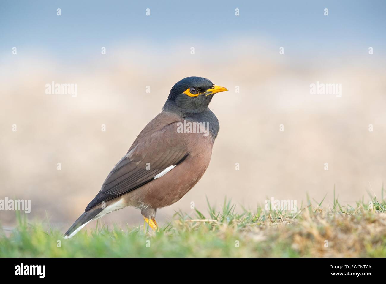 Common myna (Acridotheres tristis), Israel, Middle East Stock Photo - Alamy