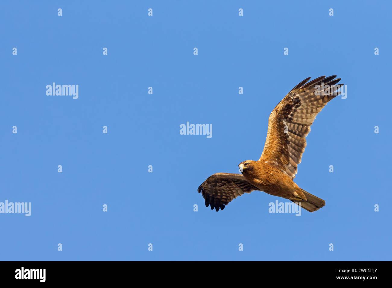 Booted eagle (Hieraaetus pennatus), flight photo, blue sky, Israel ...