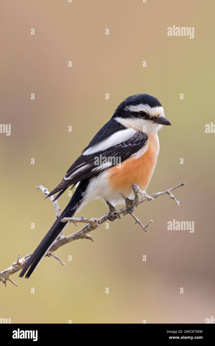 Masked shrike (Lanius nubicus), Israel, Middle East Stock Photo - Alamy