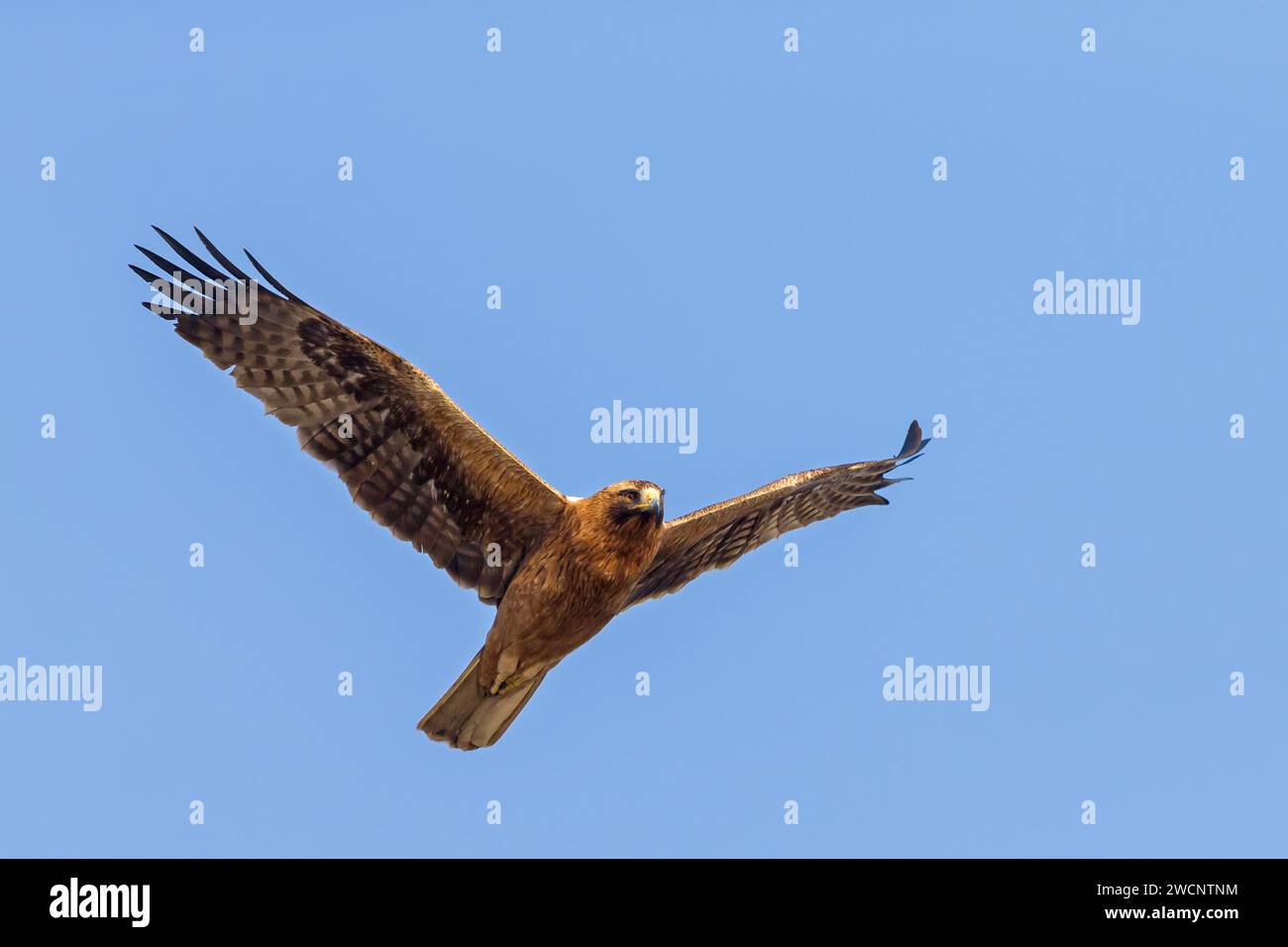Booted eagle (Hieraaetus pennatus), flight photo, blue sky, Israel ...