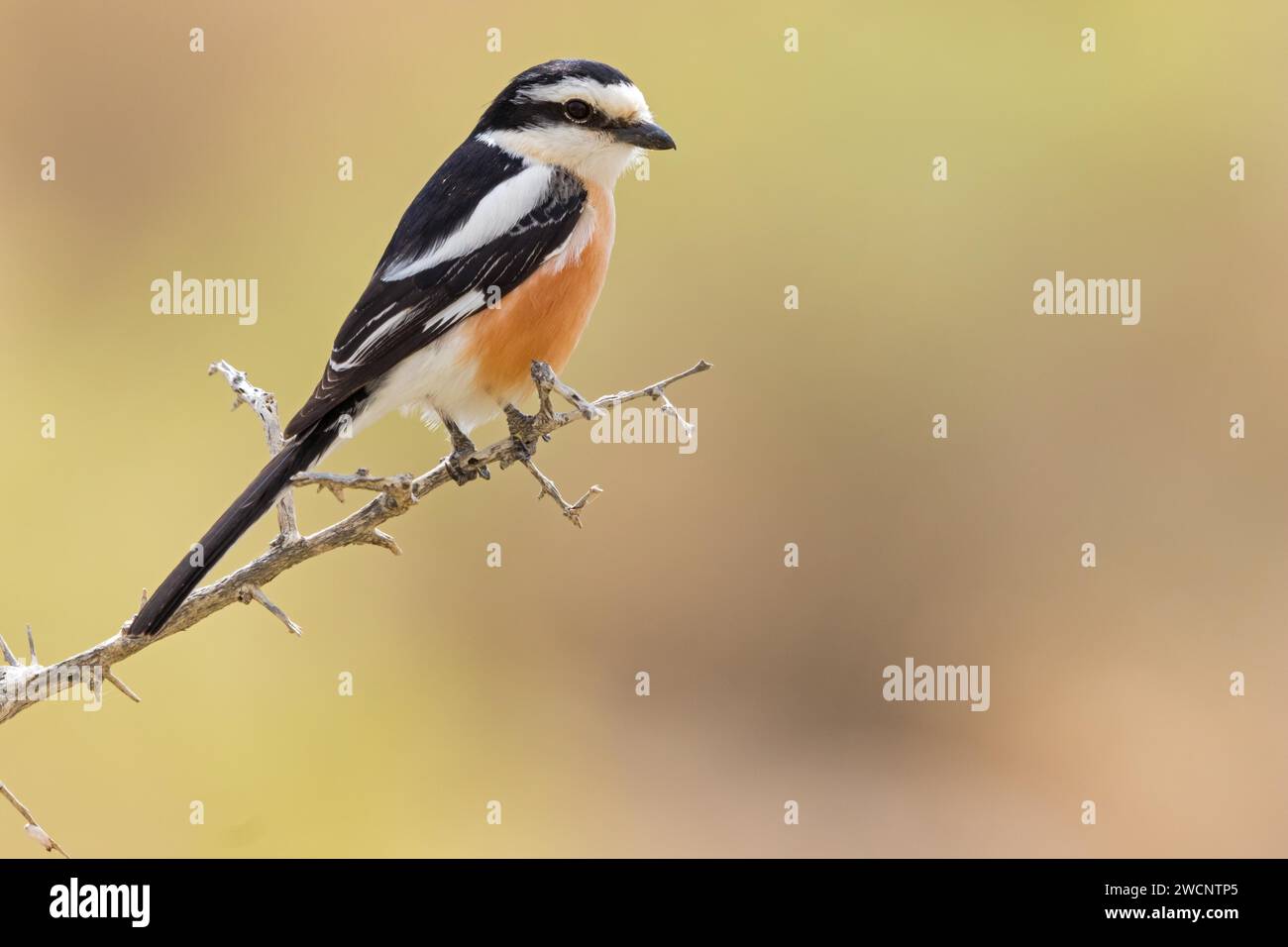 Masked shrike (Lanius nubicus), Israel, Middle East Stock Photo - Alamy