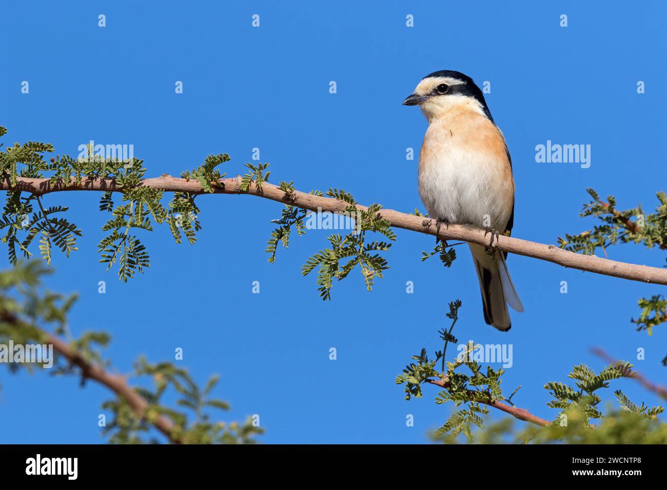 Masked shrike (Lanius nubicus), Israel, Middle East Stock Photo - Alamy