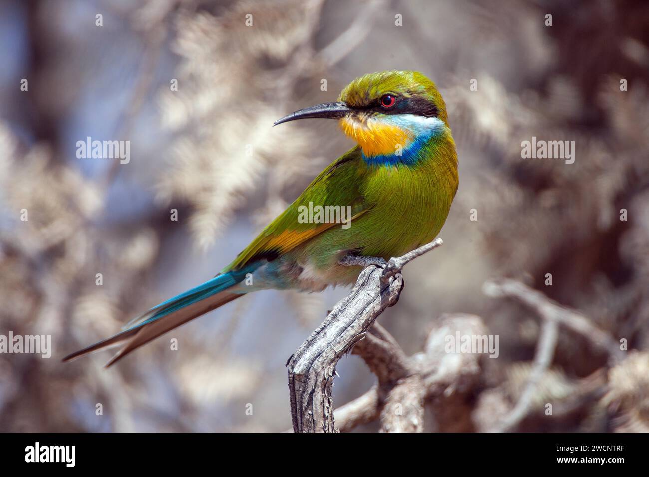 African bee-eater (Merops apiaster), South Africa Stock Photo - Alamy