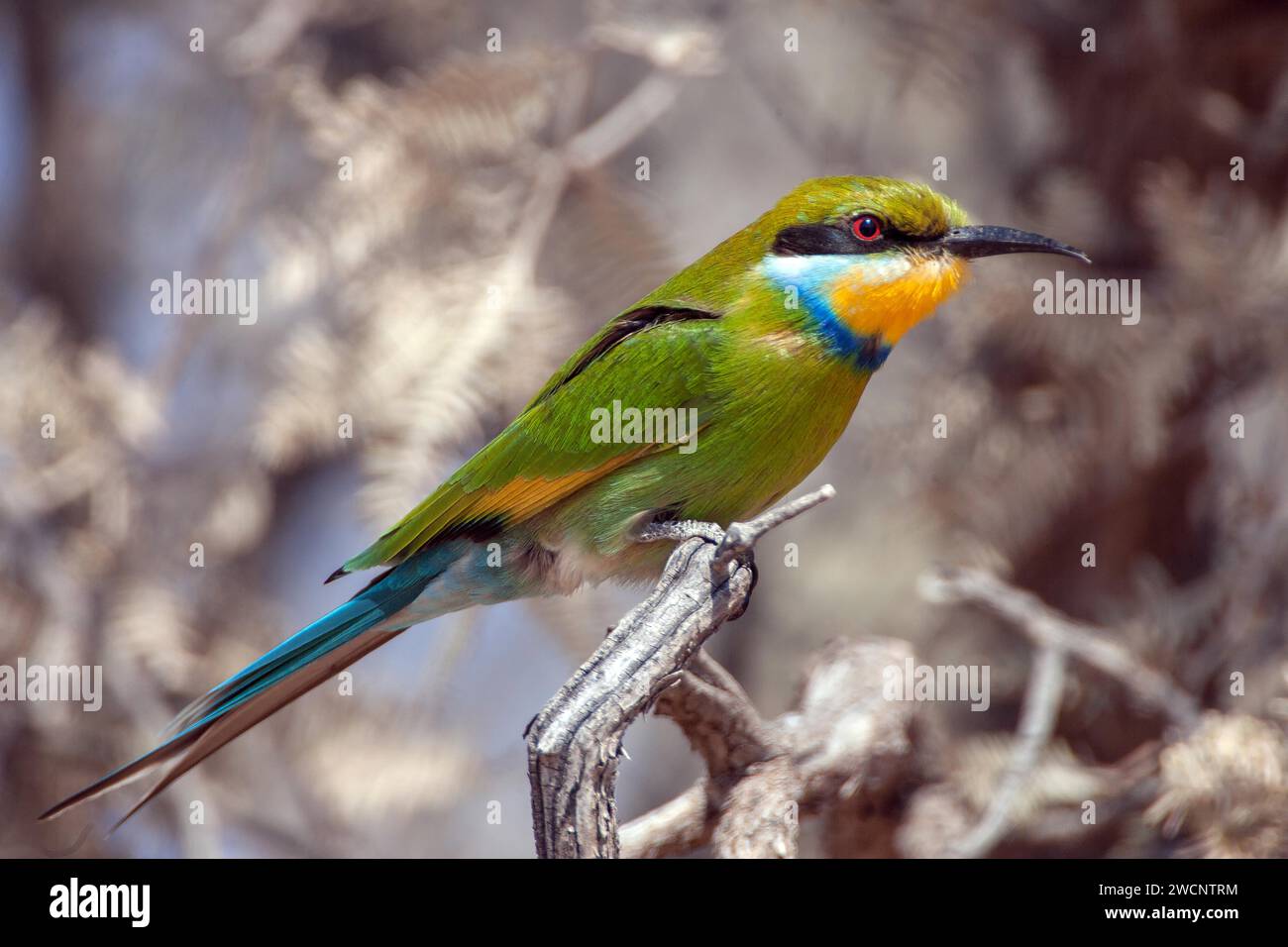 African bee-eater (Merops apiaster), South Africa Stock Photo - Alamy
