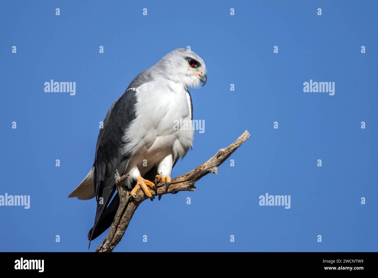 Sliding-winged Kite (Elanus caeruleus), South Africa, Kalahari Gemsbok ...
