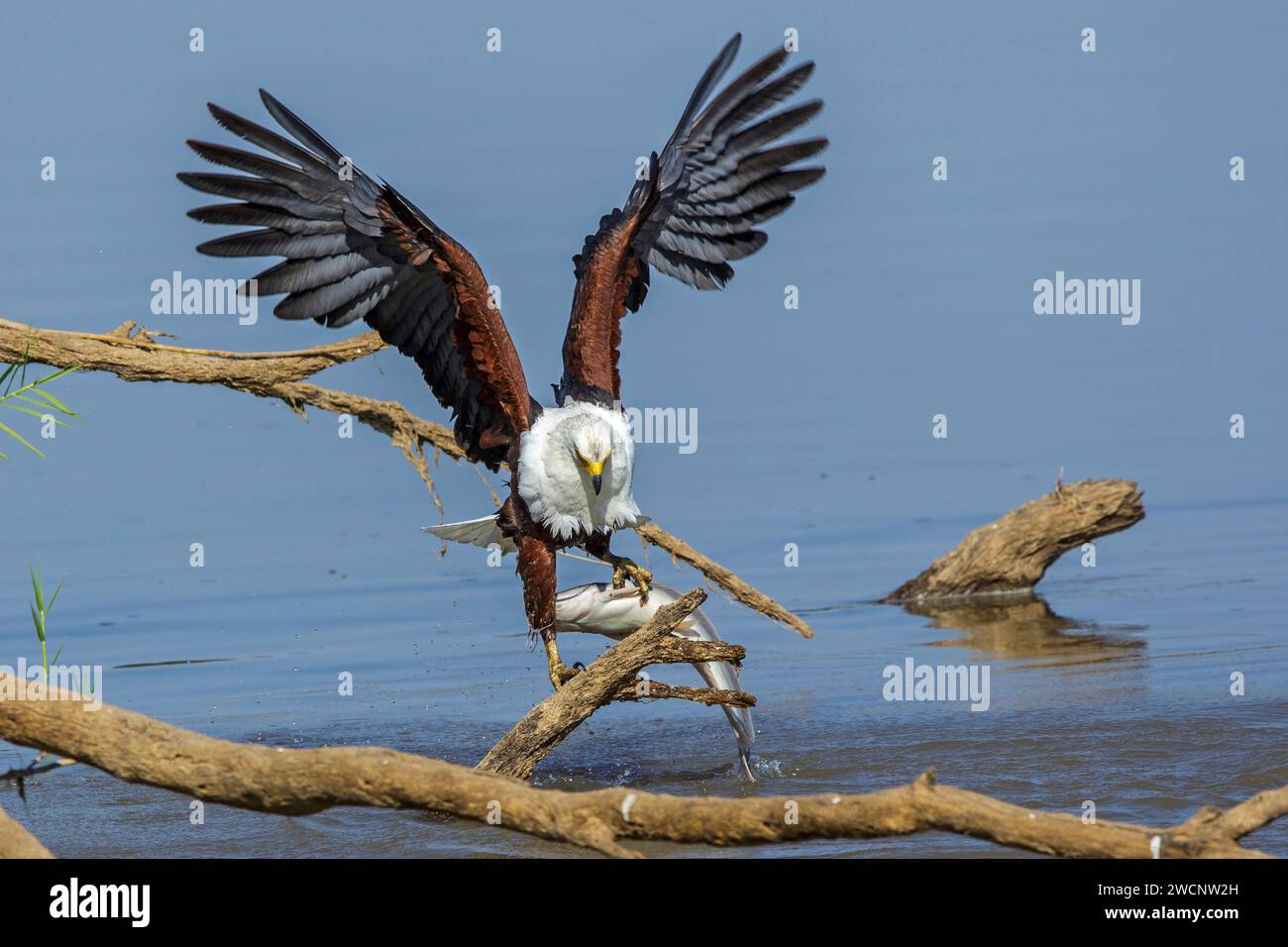African fish eagle hunting hi-res stock photography and images - Alamy