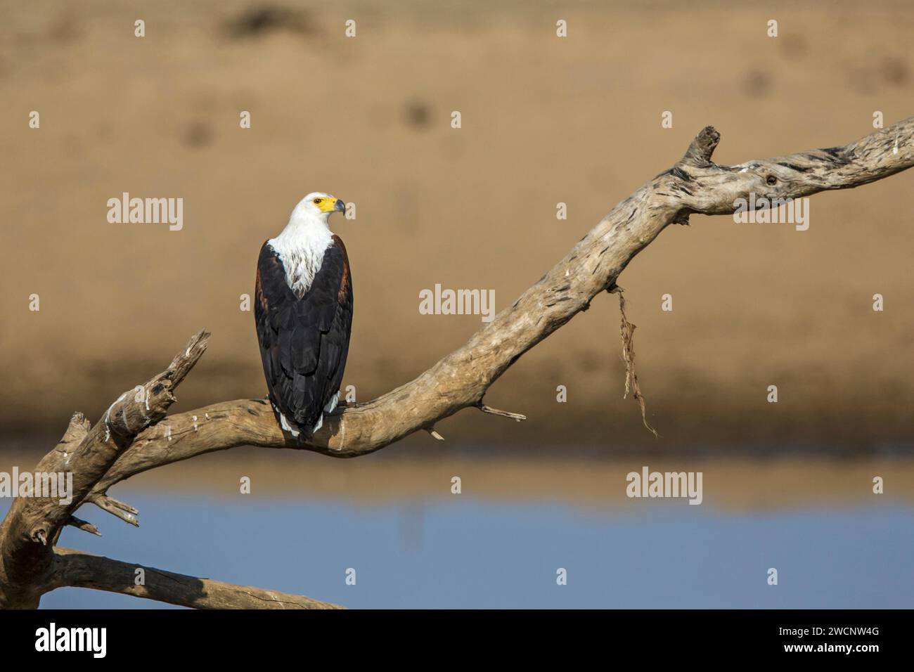Lesser spotted eagle on perch, (Haliaeetus vocifer), Africa, Zambia ...