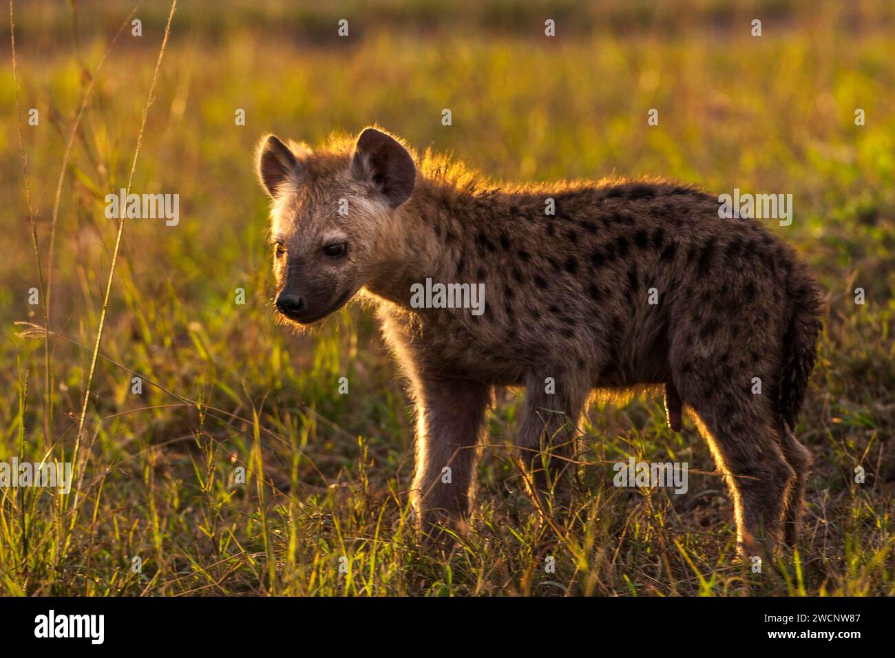 Spotted hyena (Crocuta crocuta), Masai Mara, Kenya Stock Photo - Alamy