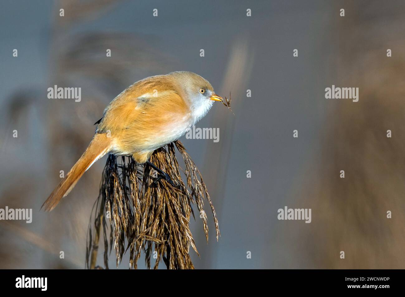 Bearded reedling (Panurus biarmicus), Songbird, Titmouse, Federsee lake ...