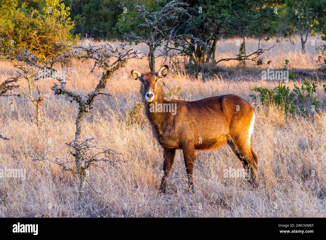Ellipsen waterbuck (Kobus ellipsiprymnus), Africa, Kenya, Rift Valley ...