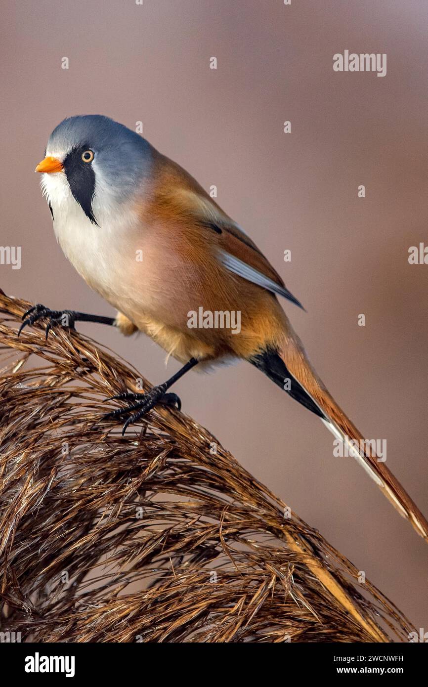 Bearded reedling (Panurus biarmicus), Songbird, Titmouse, Federsee lake ...