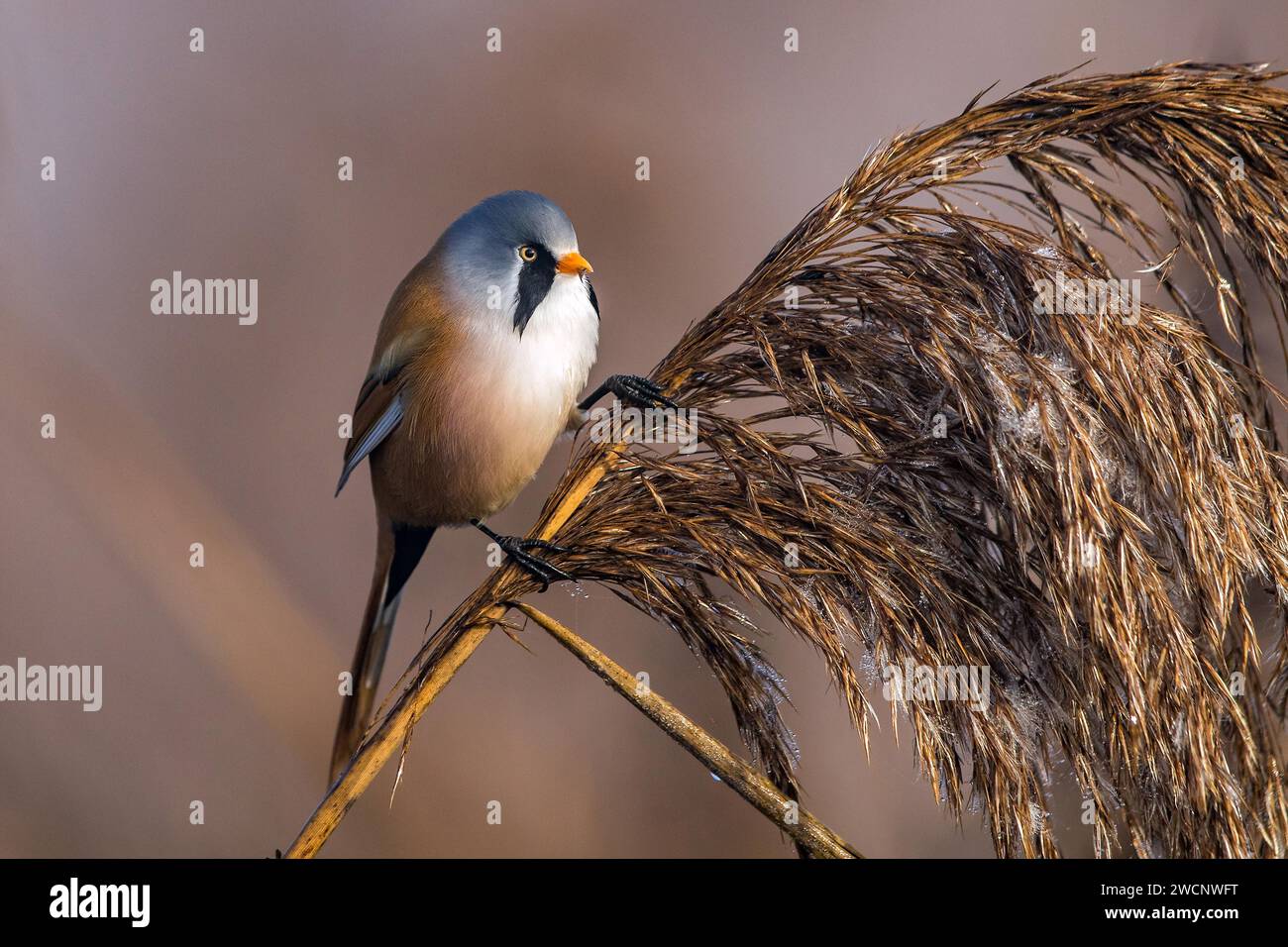 Bearded reedling (Panurus biarmicus), Songbird, Titmouse, Federsee lake ...