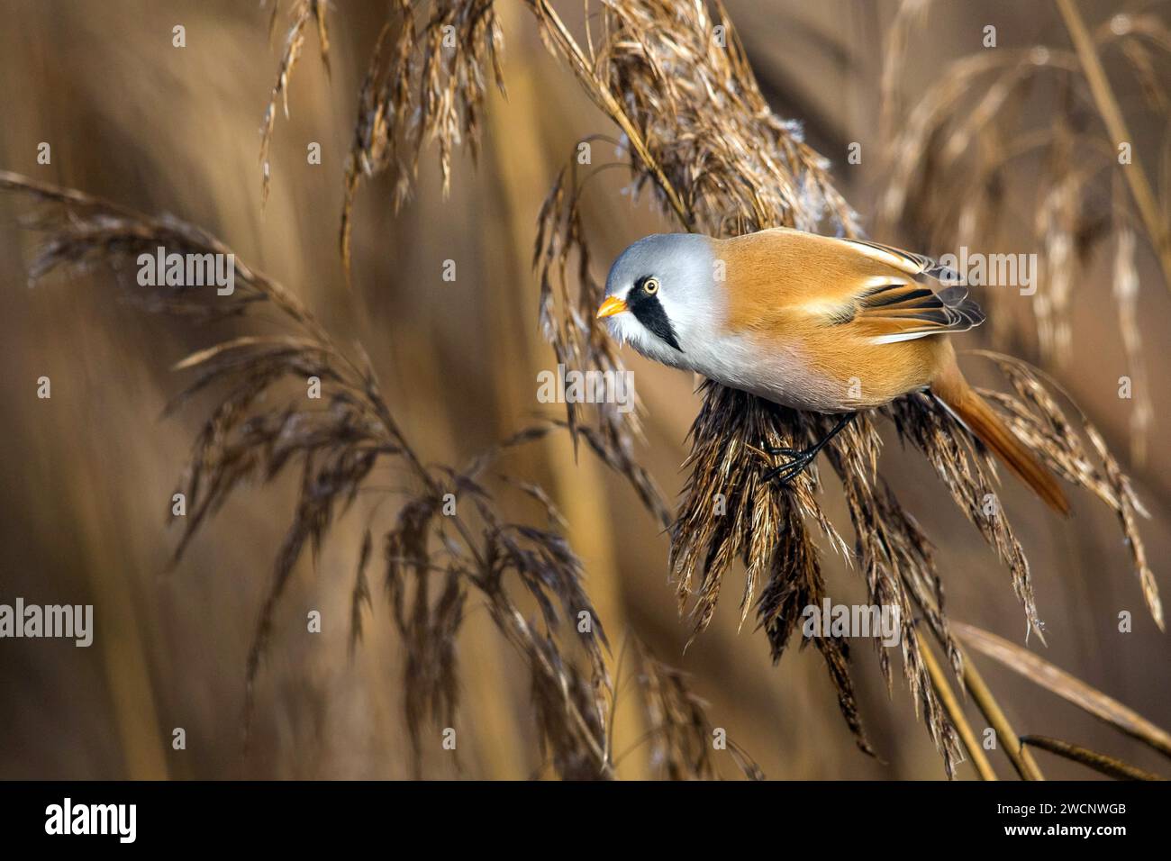 Bearded reedling (Panurus biarmicus), Songbird, Titmouse, Federsee lake ...