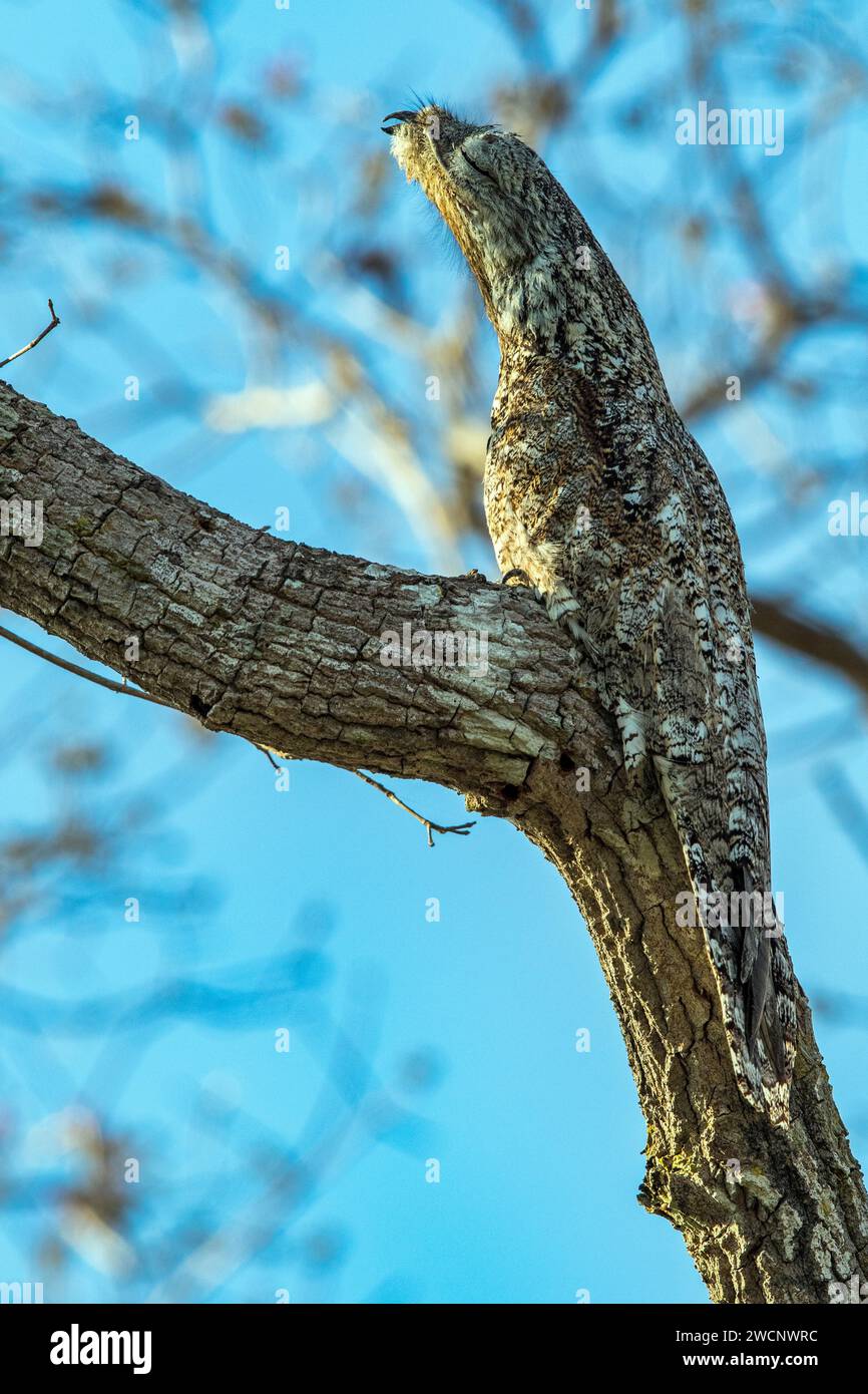 Great Potoo (Nyctibius grandis), Pantanal, South Africa Stock Photo - Alamy