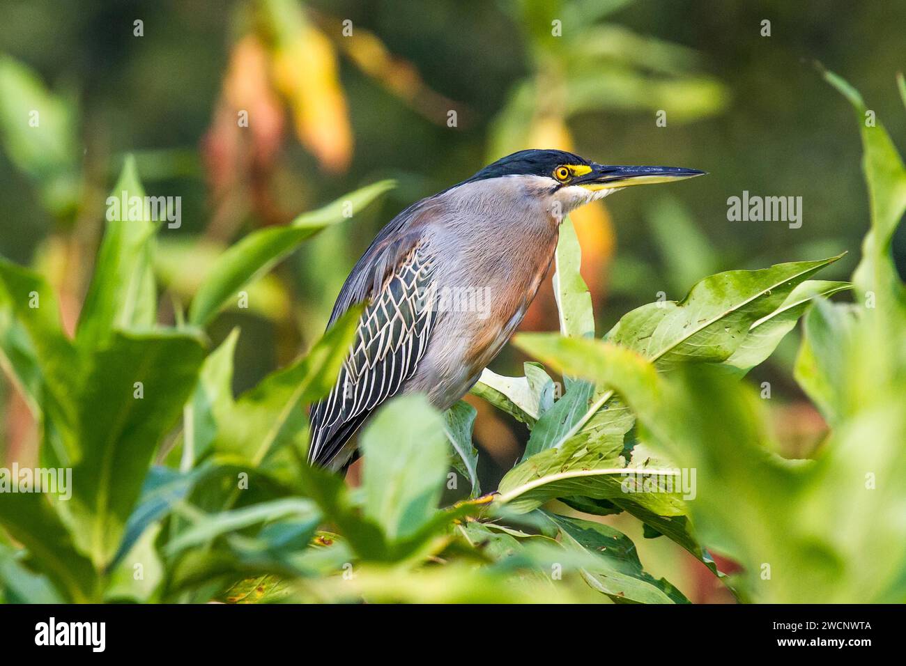 Rufescent tiger heron (Tigrisoma lineatum), South Africa Stock Photo ...