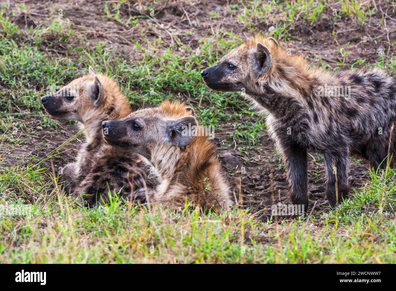 Three young spotted hyenas (Crocuta crocuta), Masai Mara, Kenya Stock ...