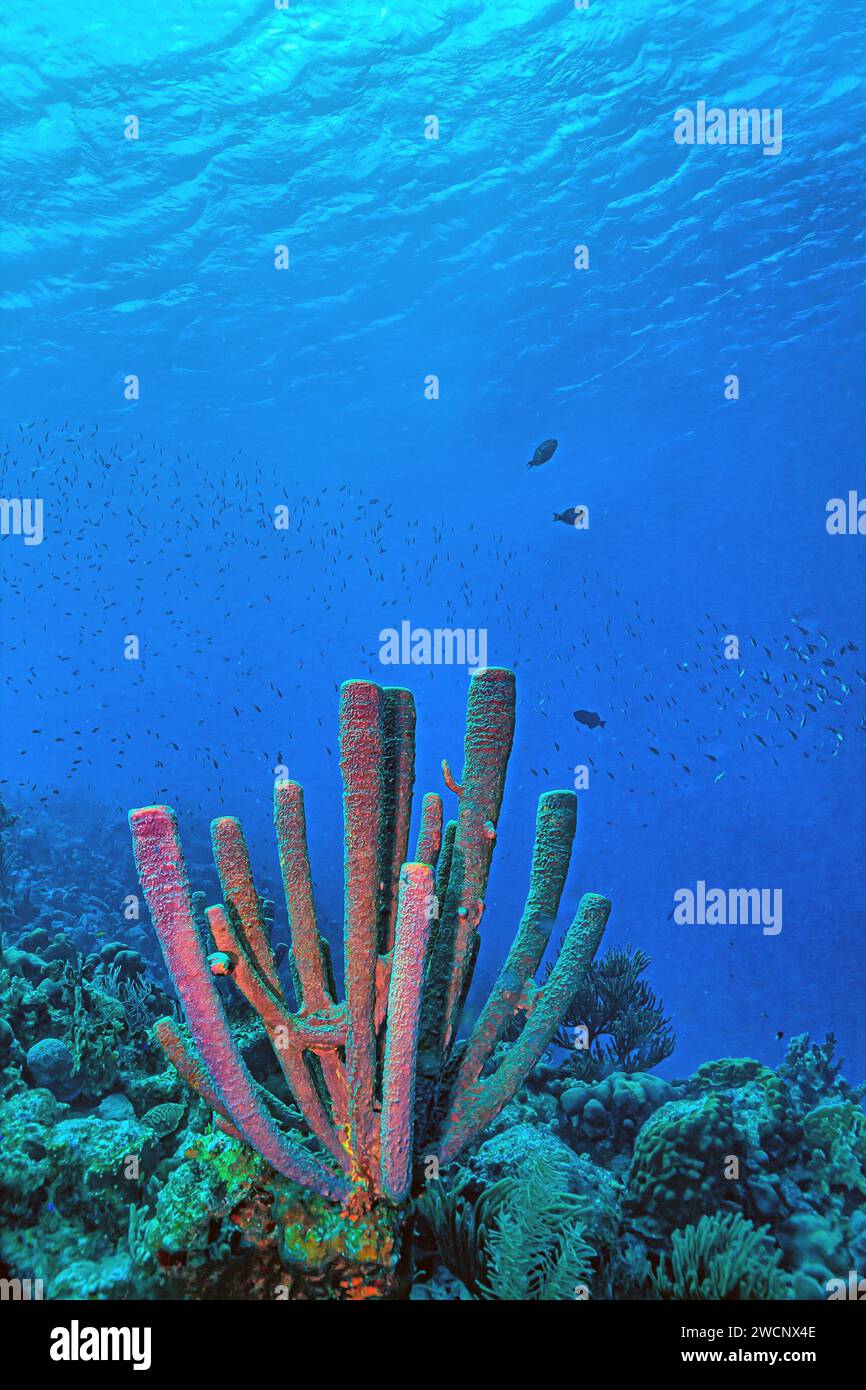 Callyspongia ,Cladochalina, aculeata, commonly known as the branching ...