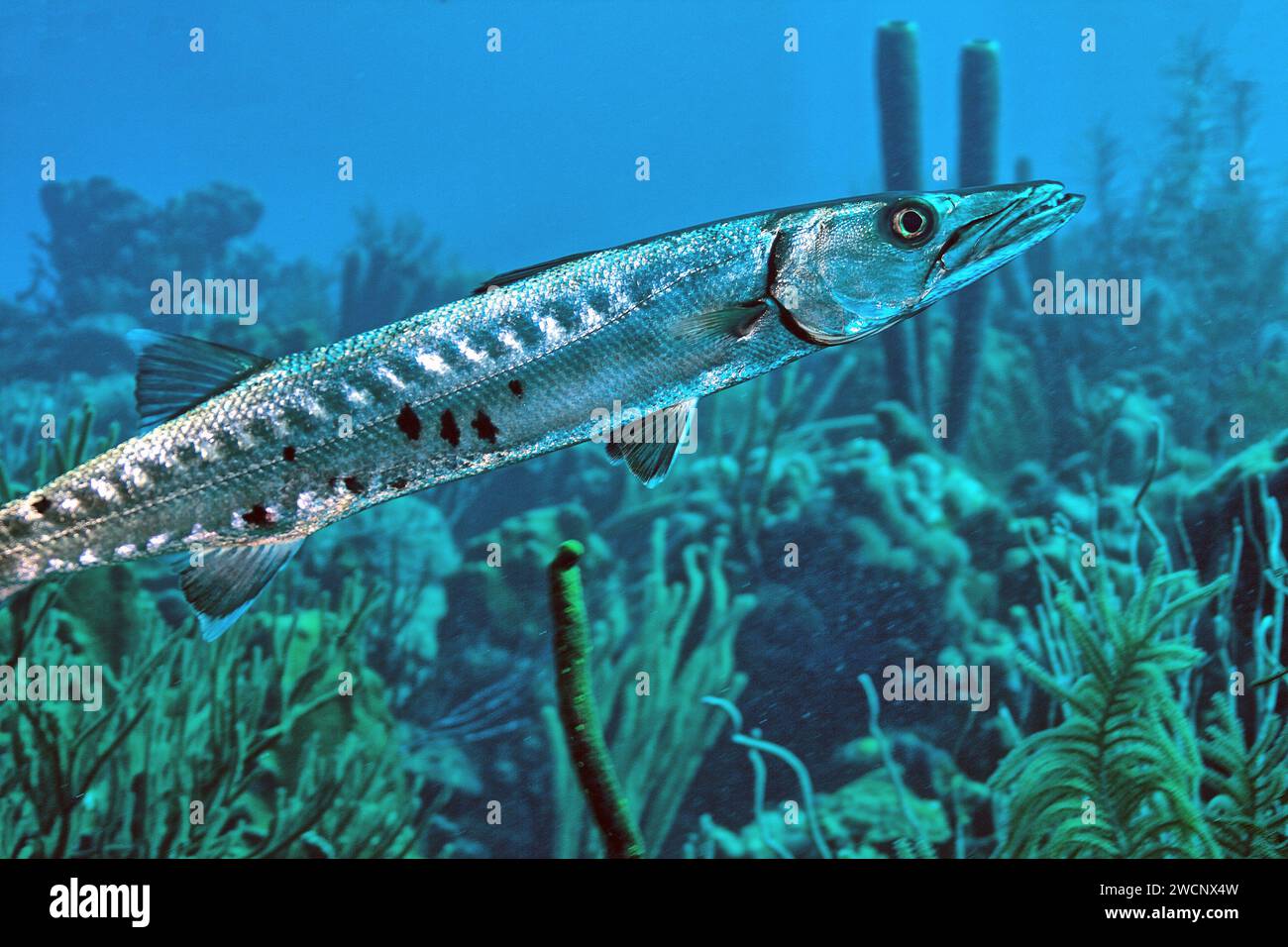 barracuda is a large, predatory, ray-finned fish known for its fearsome ...