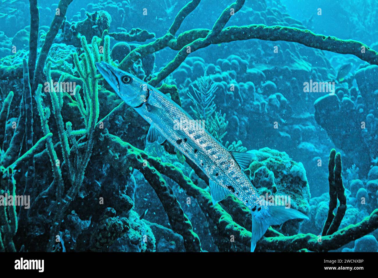 barracuda is a large, predatory, ray-finned fish known for its fearsome ...