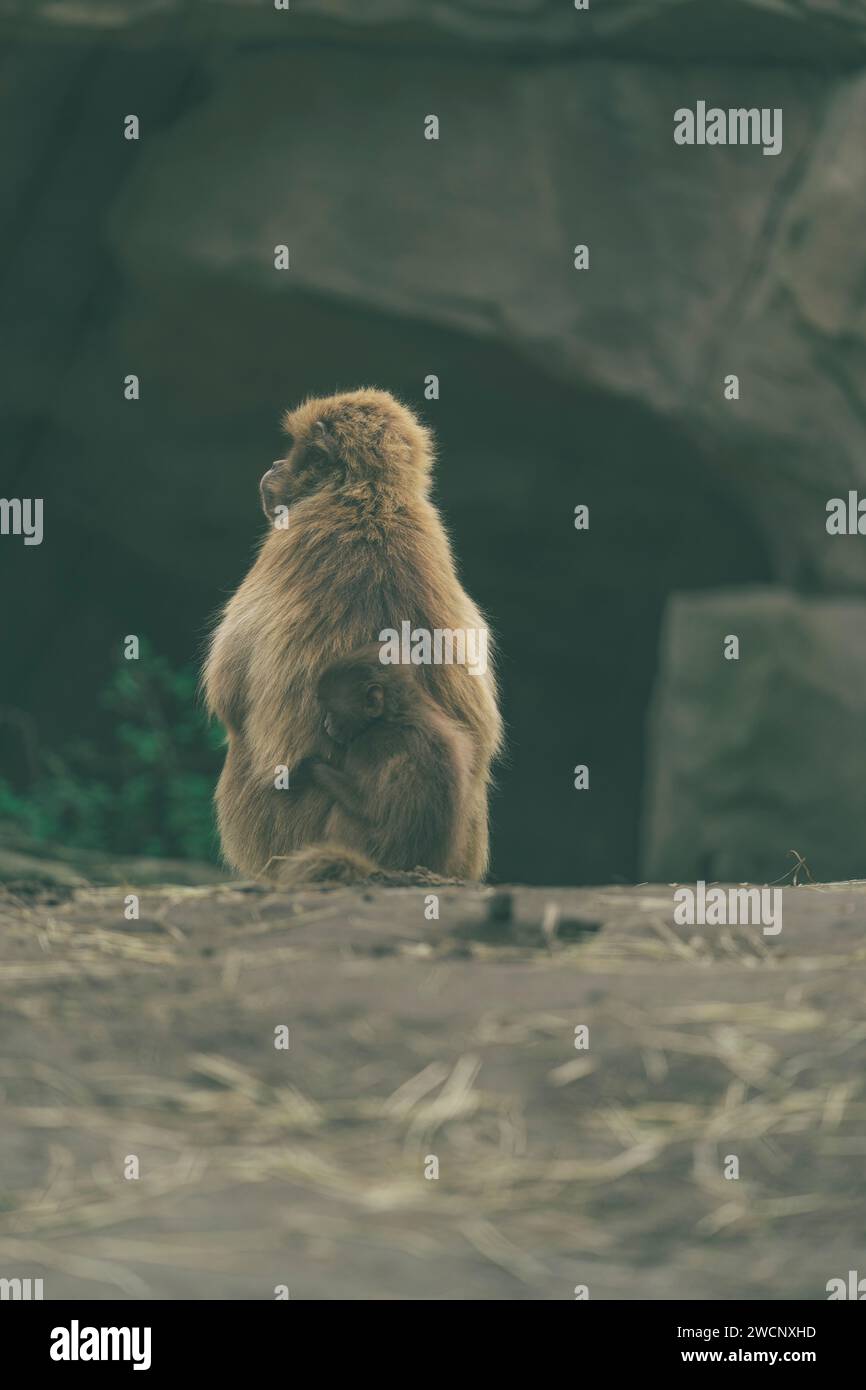 Baby monkey hugging mother monkey Stock Photo - Alamy