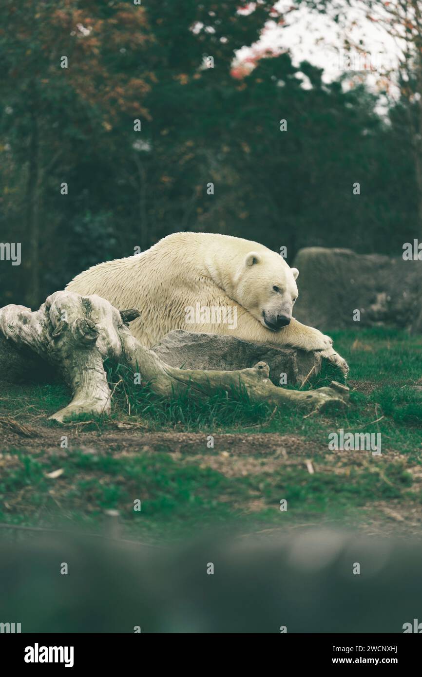 Sad polar bear sleeping in forest Stock Photo - Alamy
