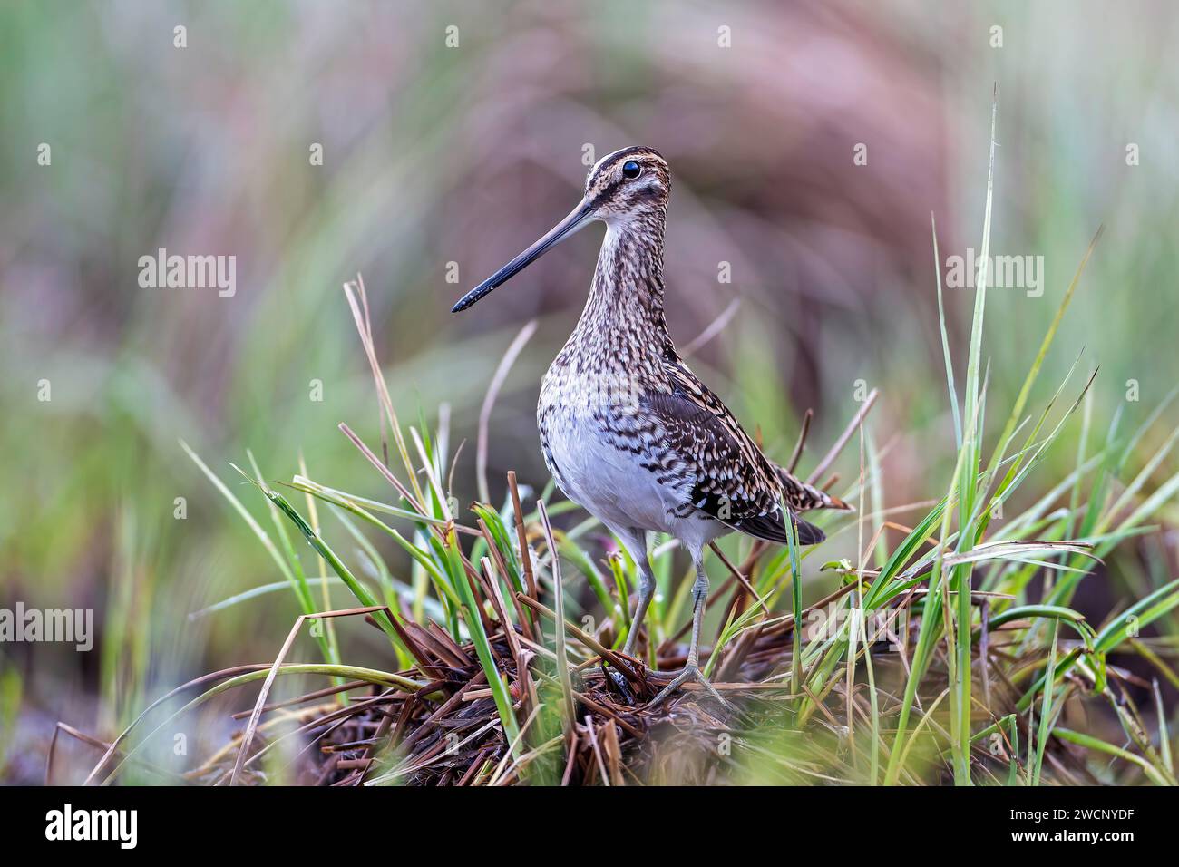 Common snipe (Gallinago gallinago) Alluvial landscape, alluvial meadows ...