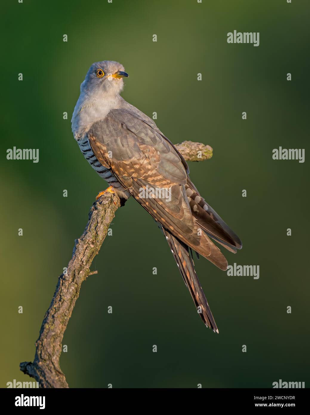 Breeding parasitism hi-res stock photography and images - Alamy