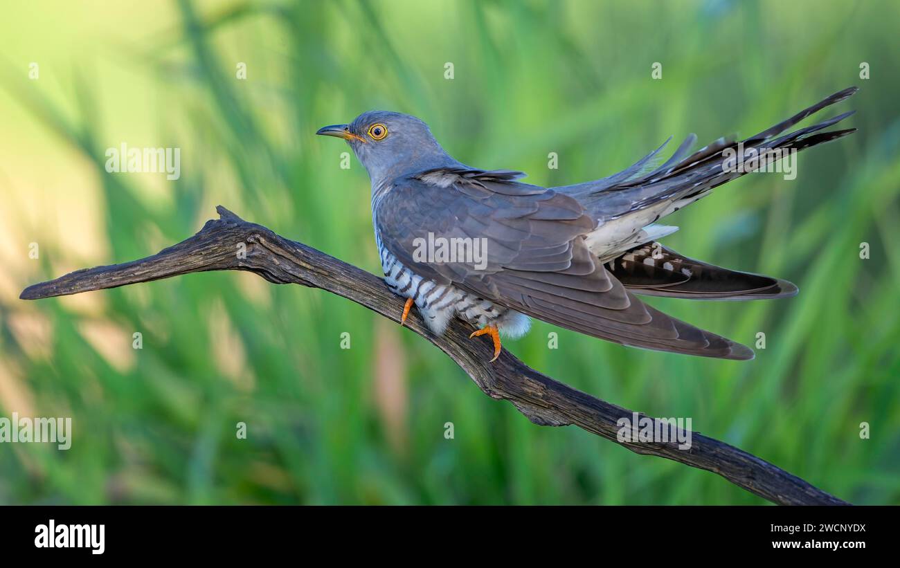 Common cuckoo (Cuculus canorus) floodplain landscape, floodplain ...