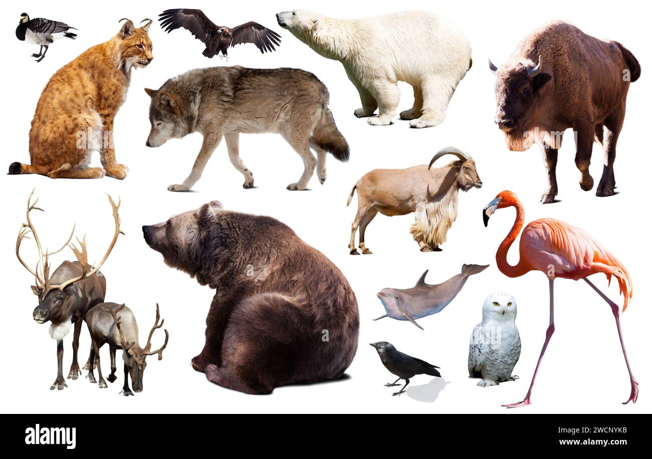 europe animals isolated Stock Photo - Alamy